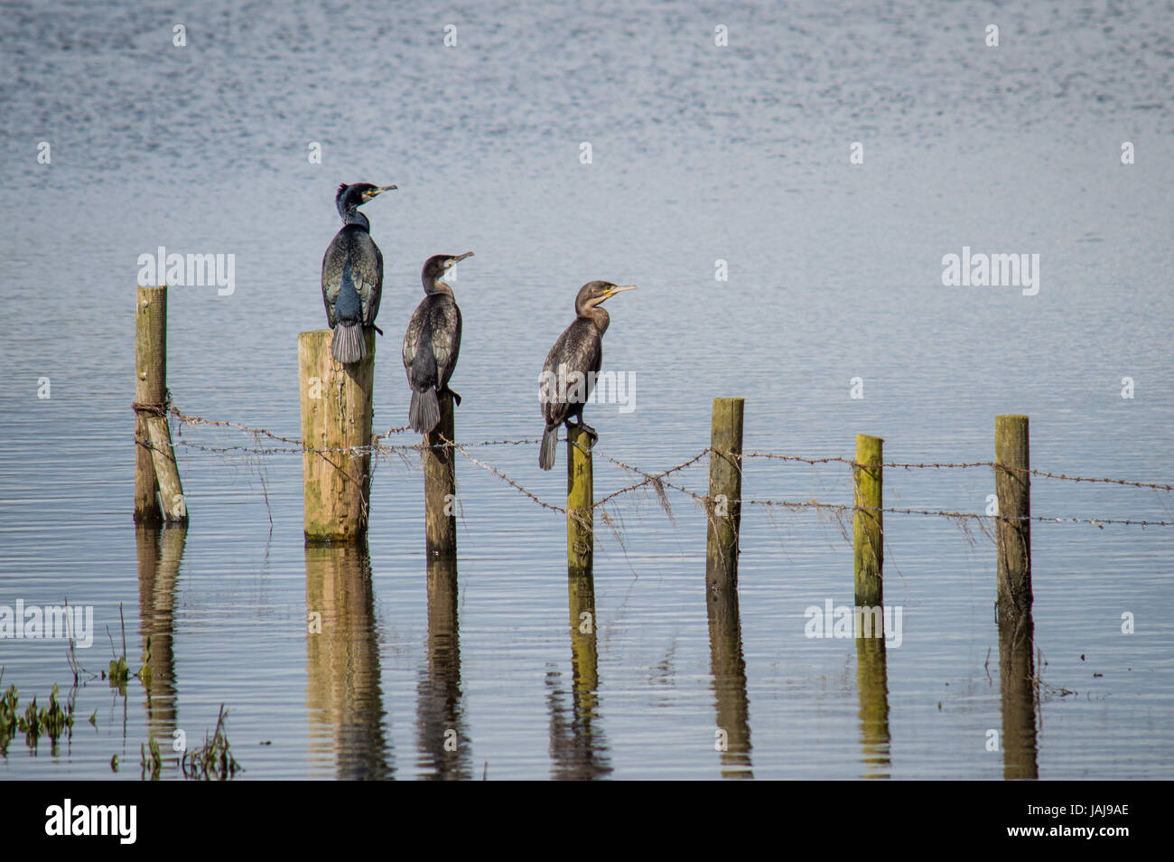 Submerged fence hi-res stock photography and images - Alamy