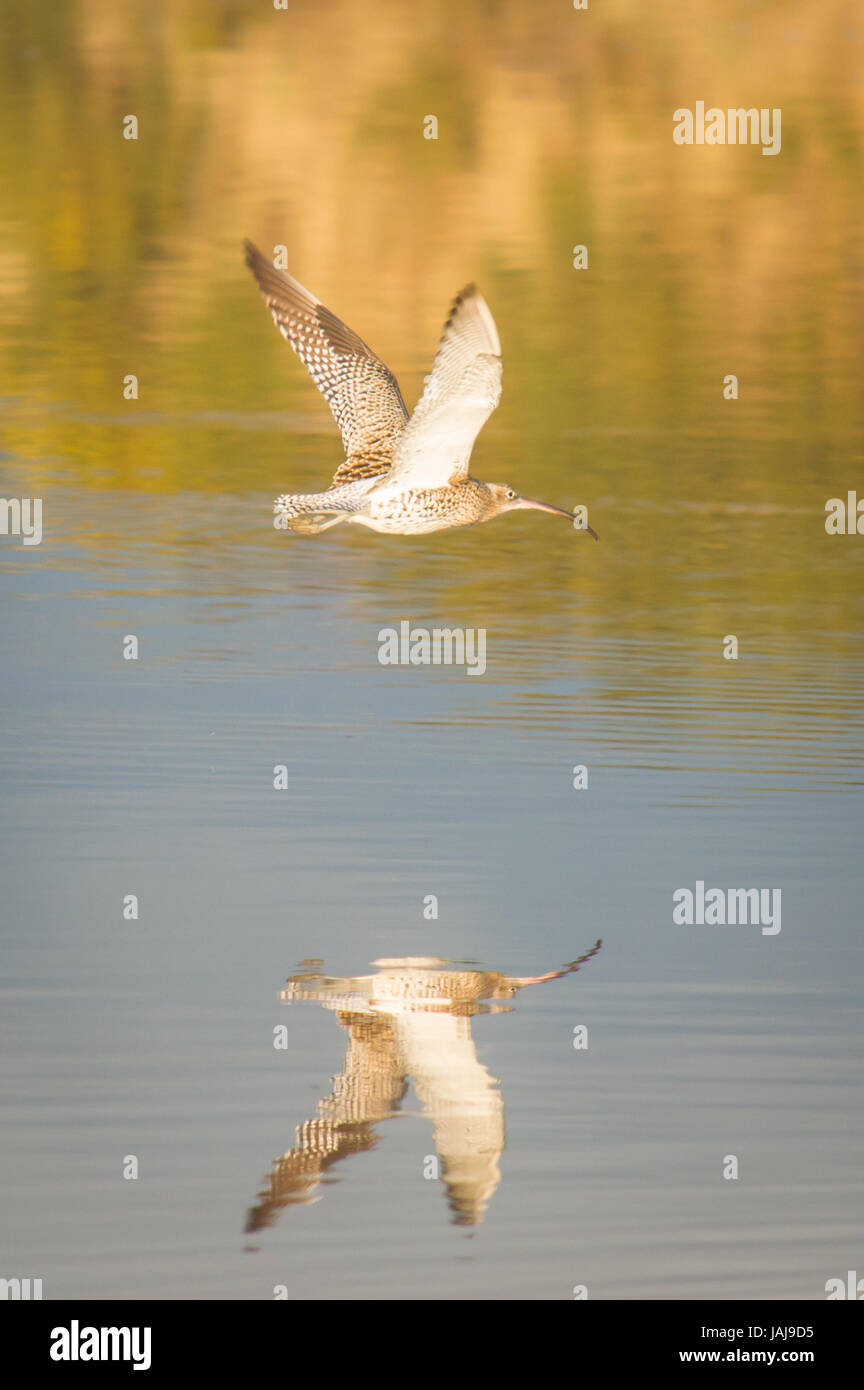 Flying curlew hi-res stock photography and images - Alamy