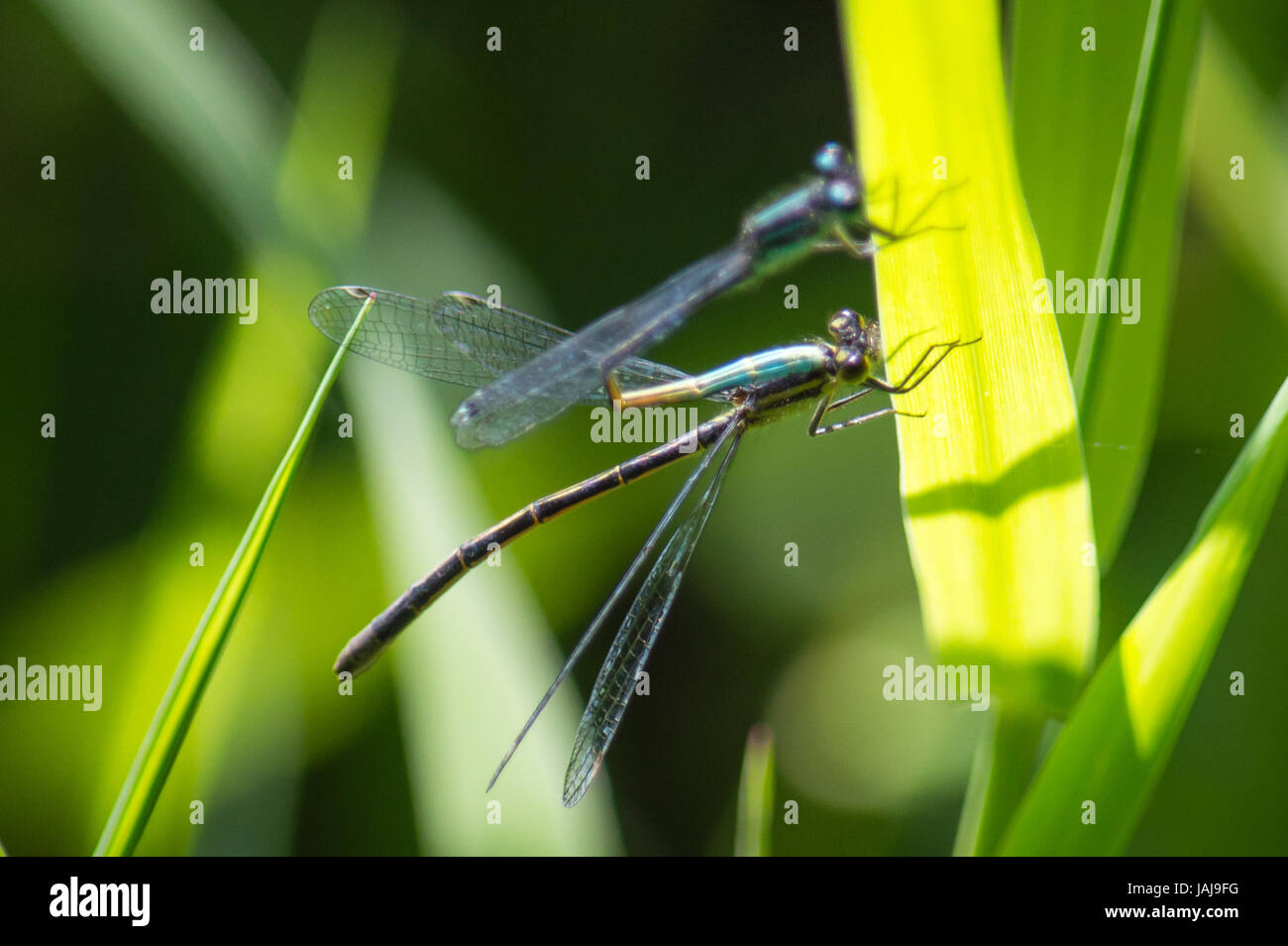 Damselflies mating hi-res stock photography and images - Alamy