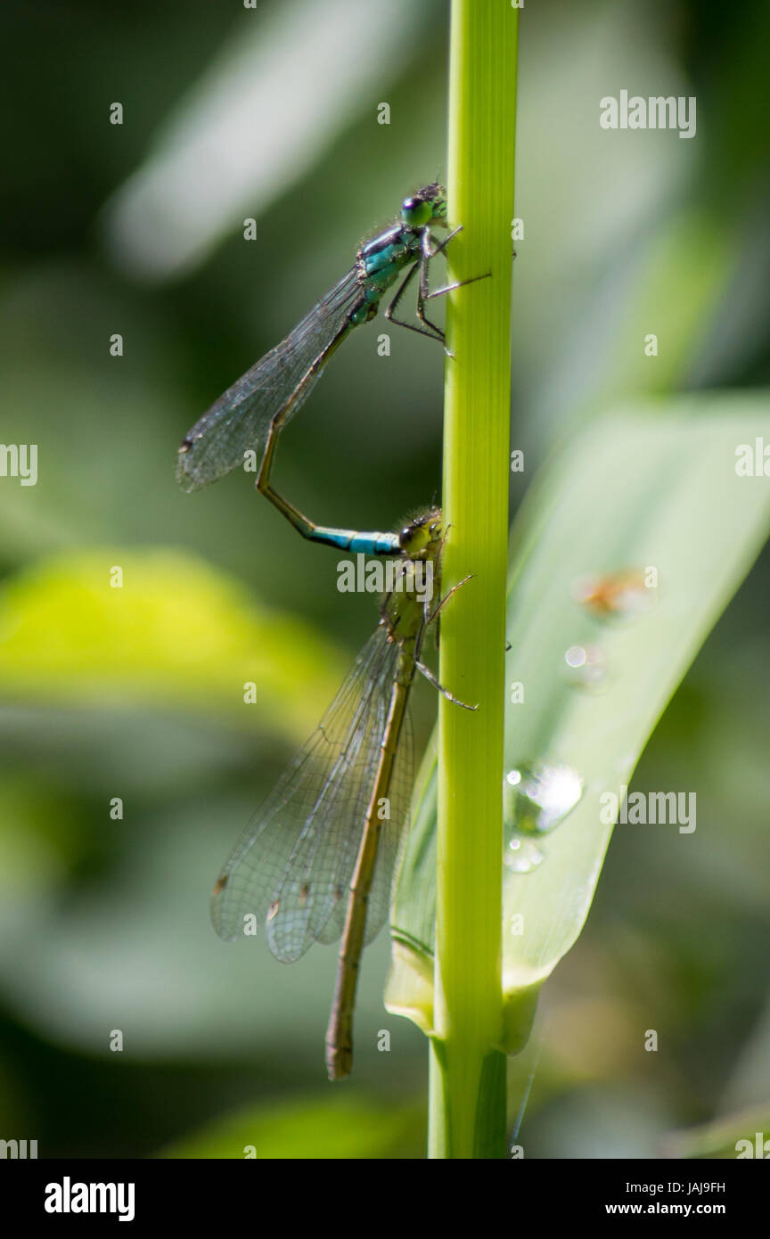 Damselflies mating hi-res stock photography and images - Alamy