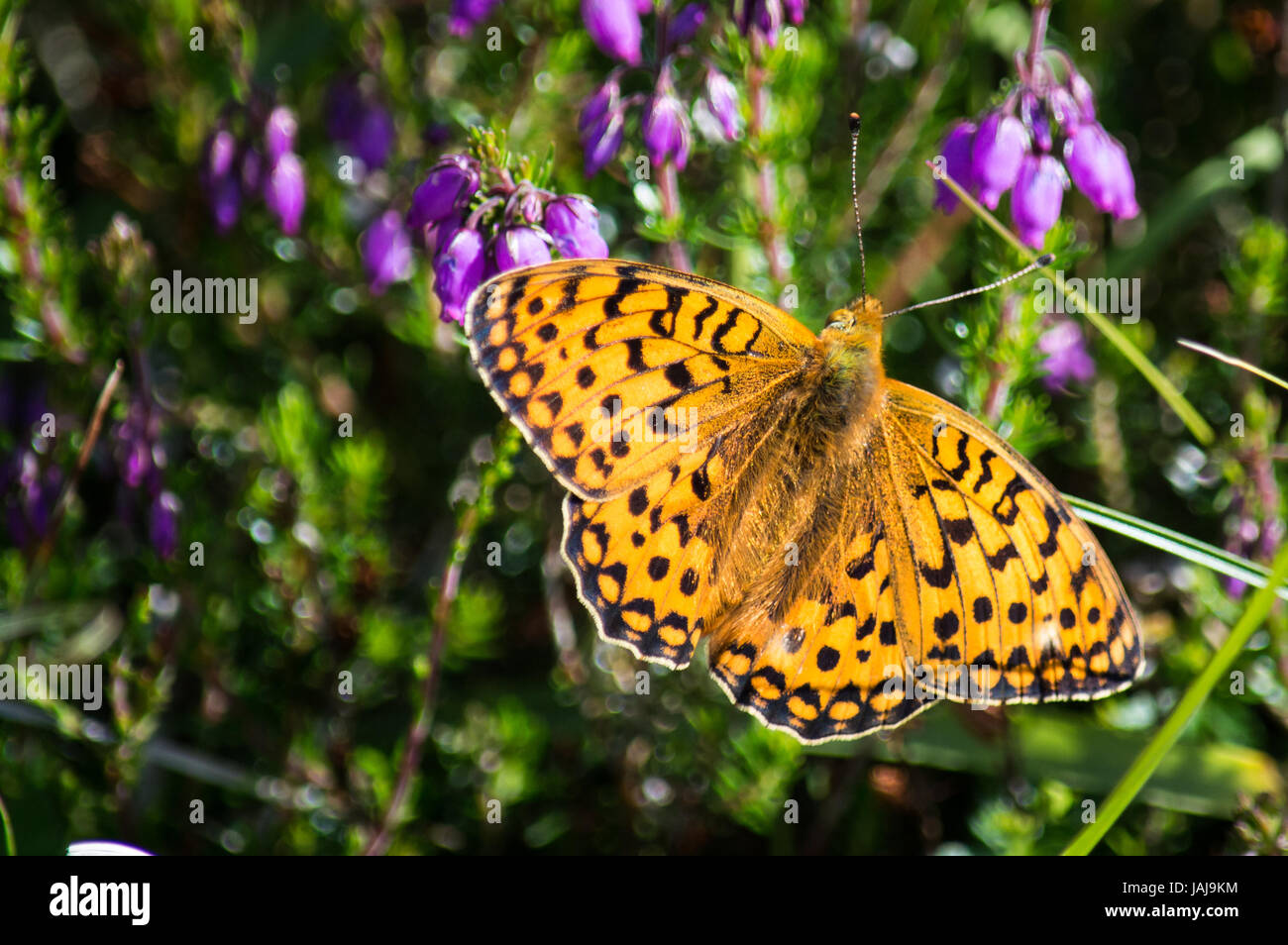 Purple Fritillary High Resolution Stock Photography and Images - Alamy