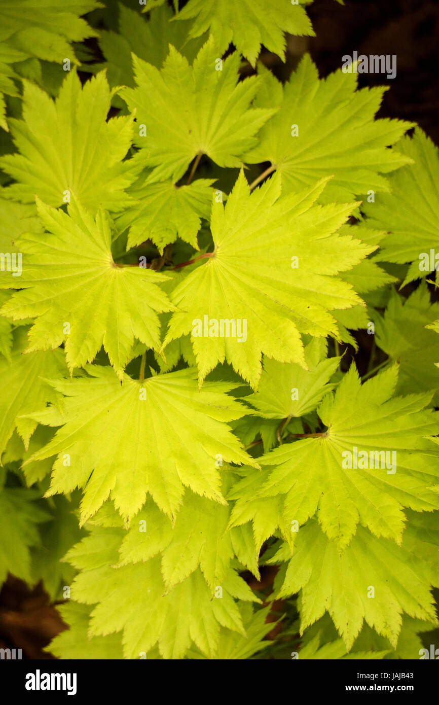 Acer shirasawanum aureum hi-res stock photography and images - Alamy