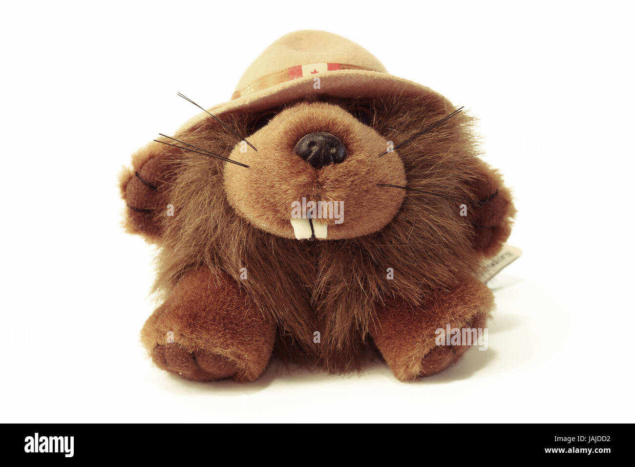 Canada Beaber isoalted on white background Stock Photo - Alamy