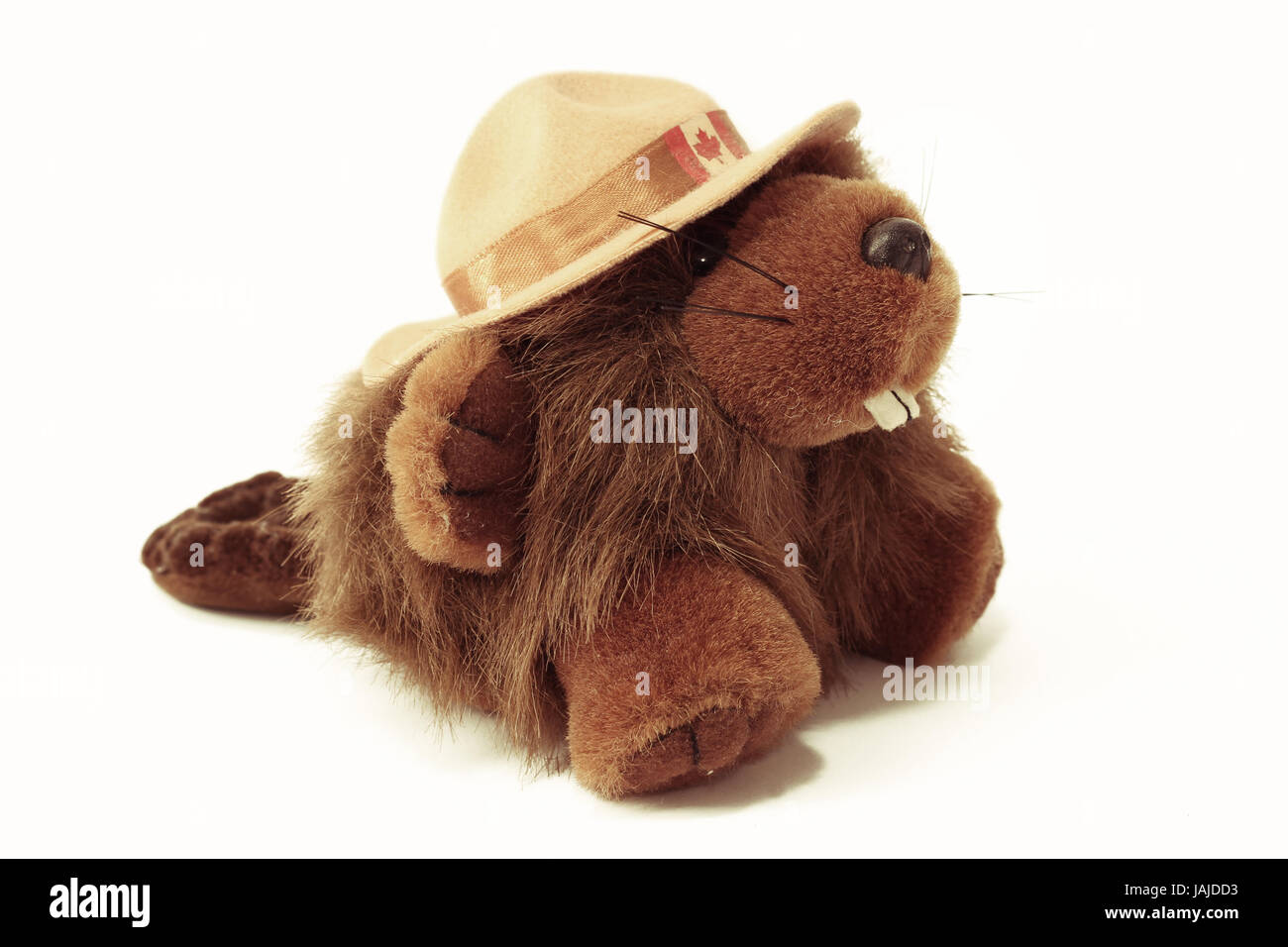 Canada Beaber isoalted on white background Stock Photo - Alamy