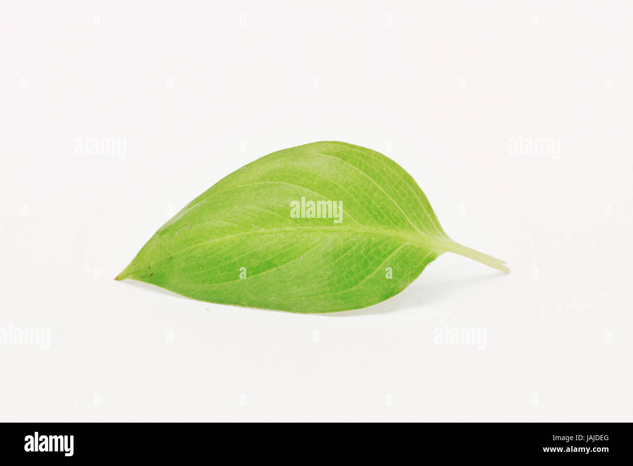 Leaf isolated on white background Stock Photo - Alamy