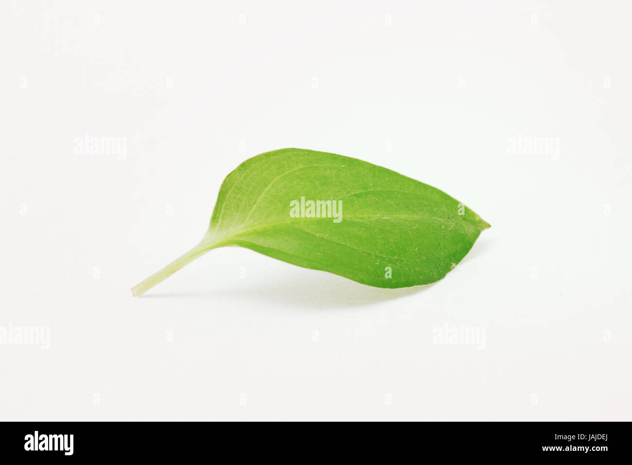 Leaf isolated on white background Stock Photo - Alamy