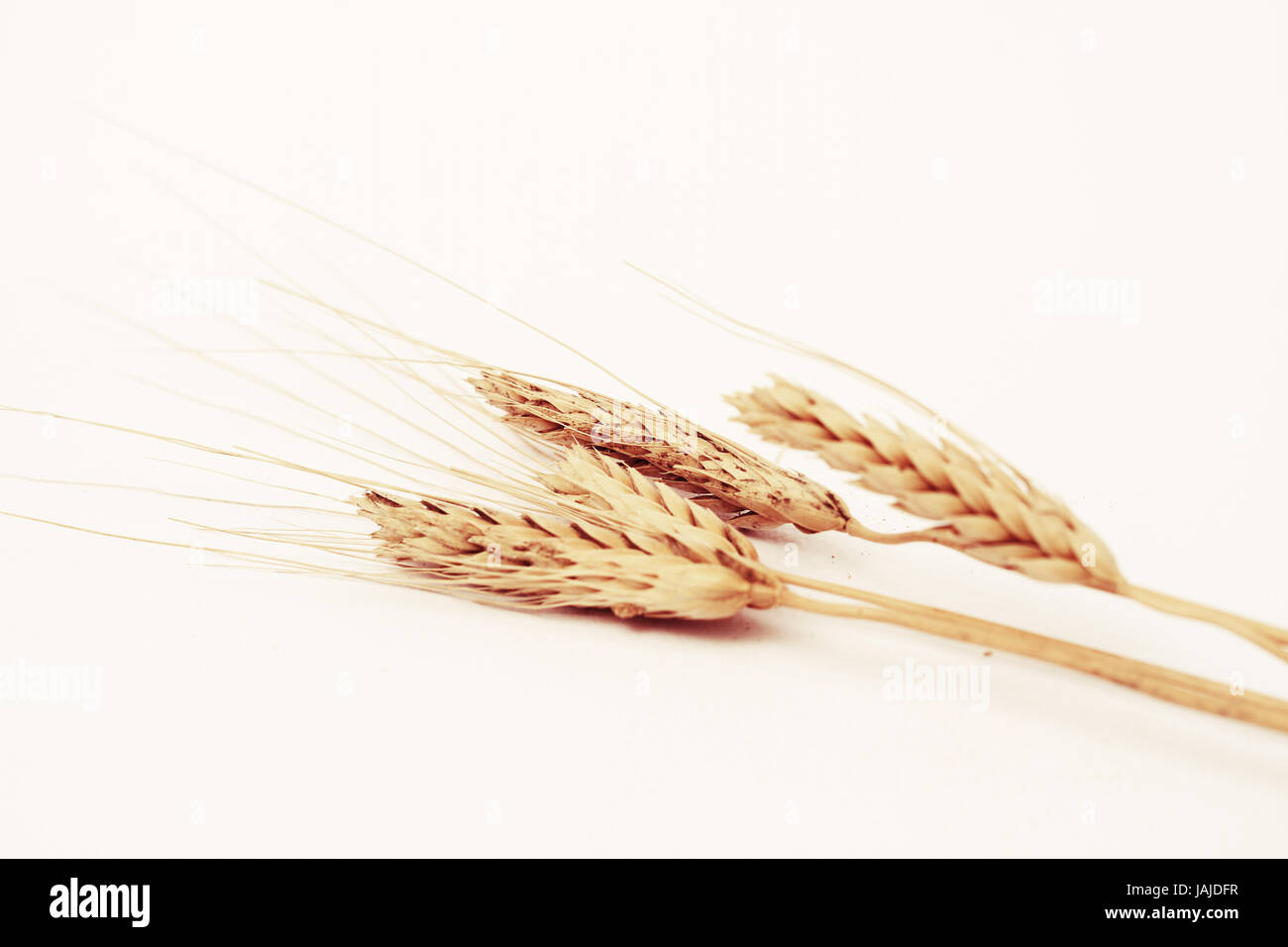 Wheat isolated on white background Stock Photo - Alamy