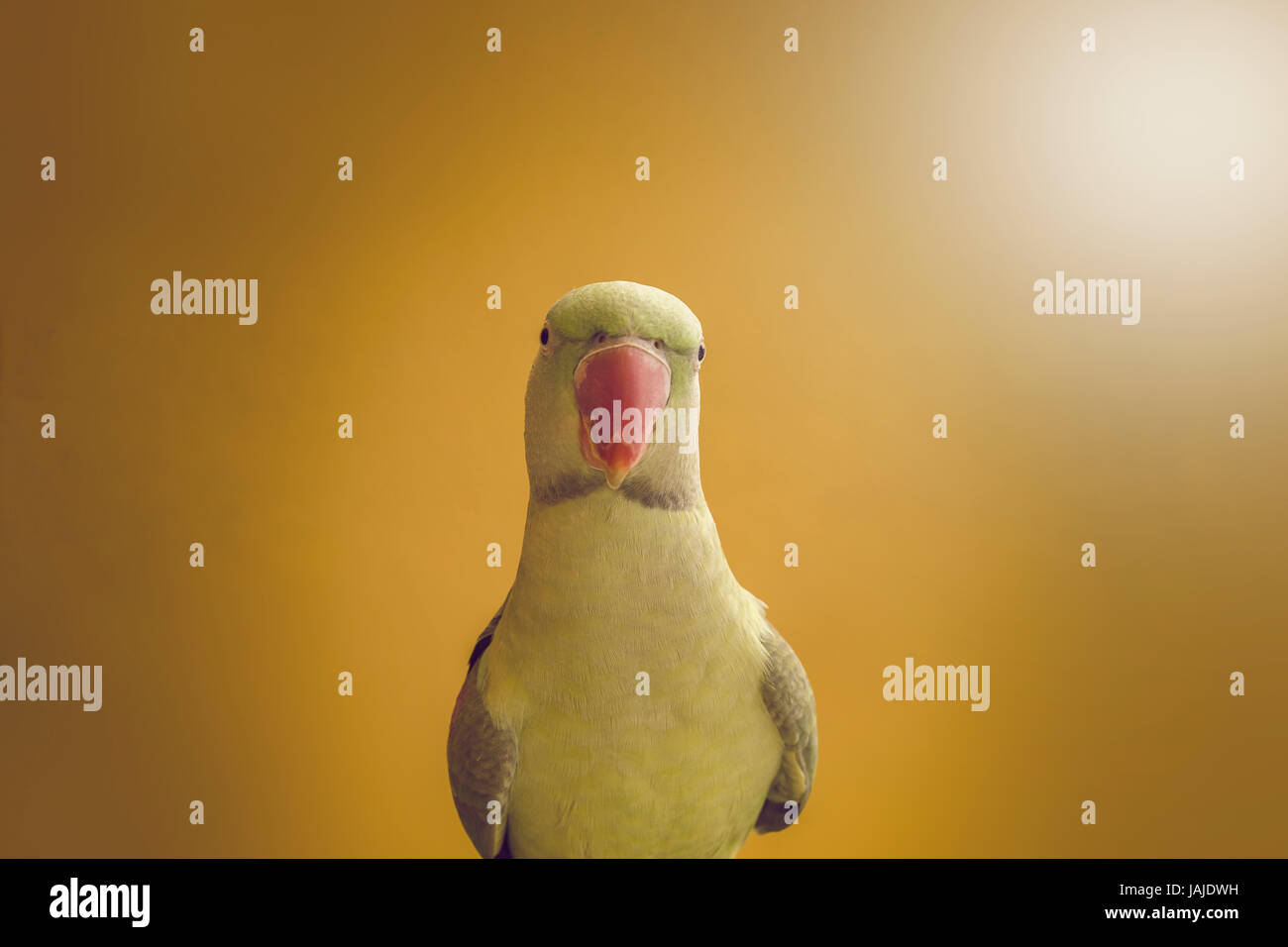 Ringneck portrait hi-res stock photography and images - Alamy