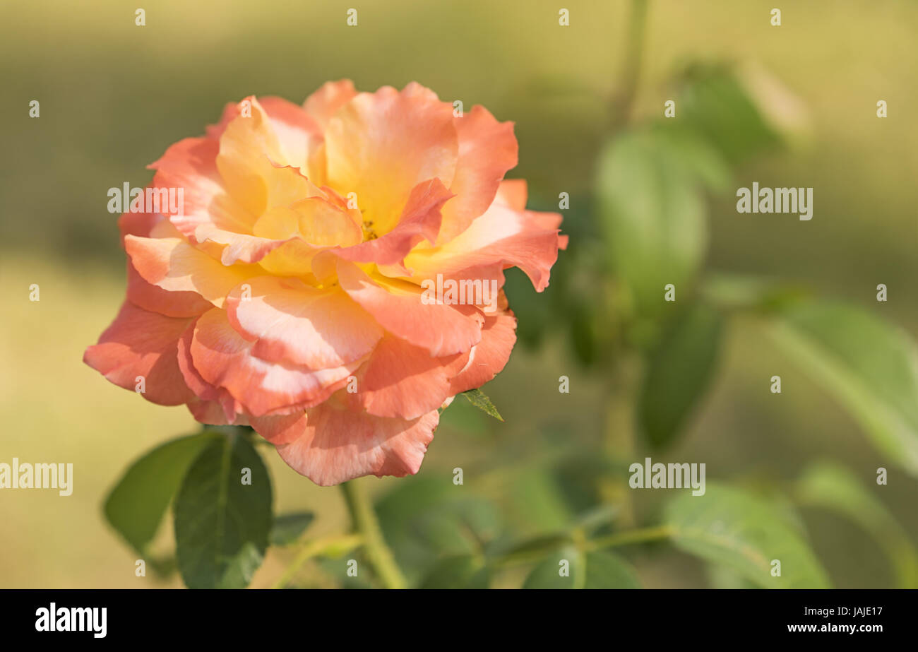 Condolences funeral tragedy or grief background with pastel rose flower ...