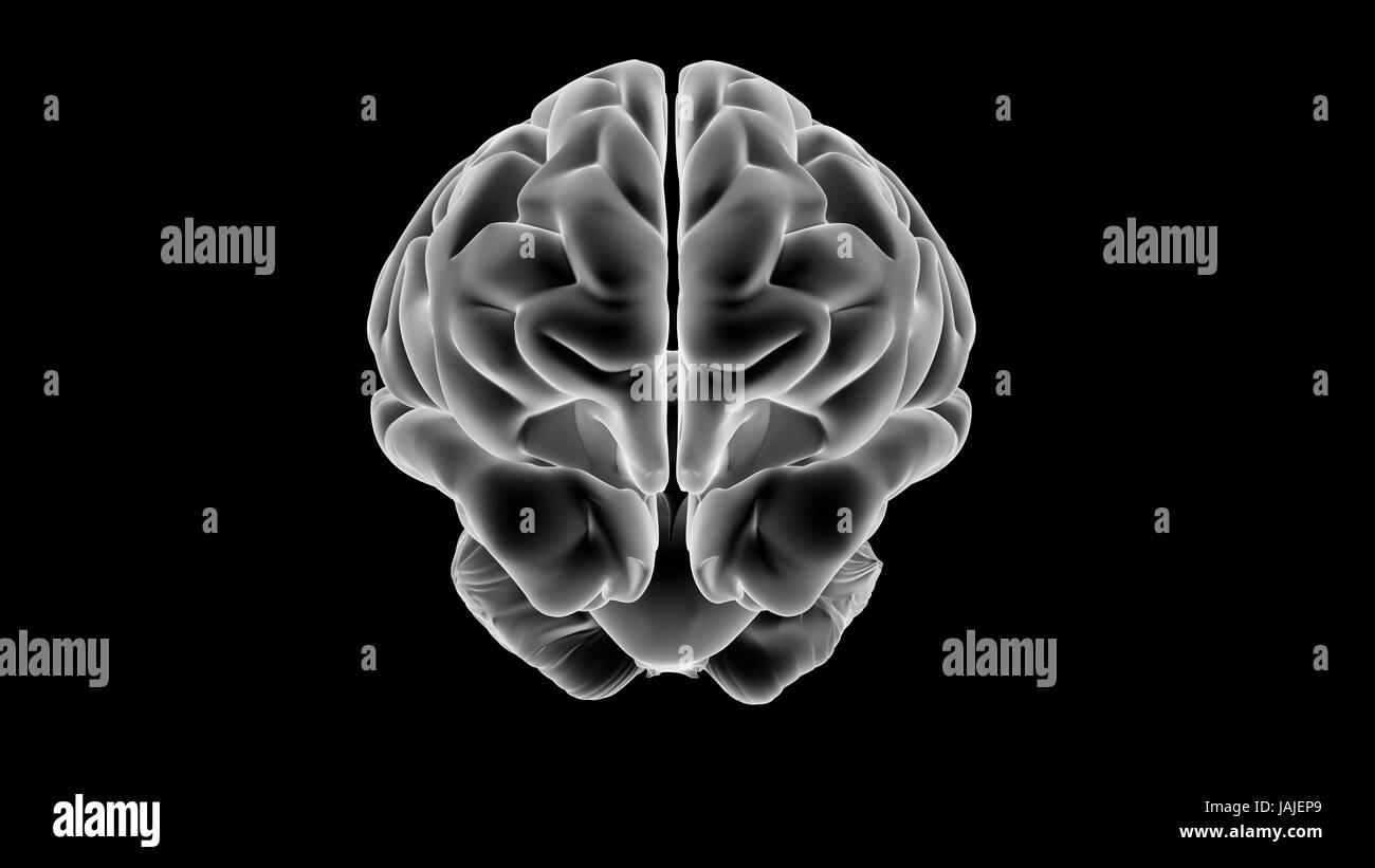 Transparent human brain on Black and White Stock Photos & Images - Alamy