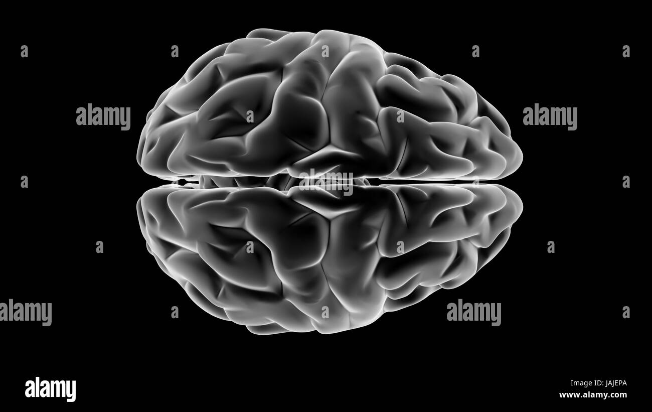 Transparent human brain on Black and White Stock Photos & Images - Alamy