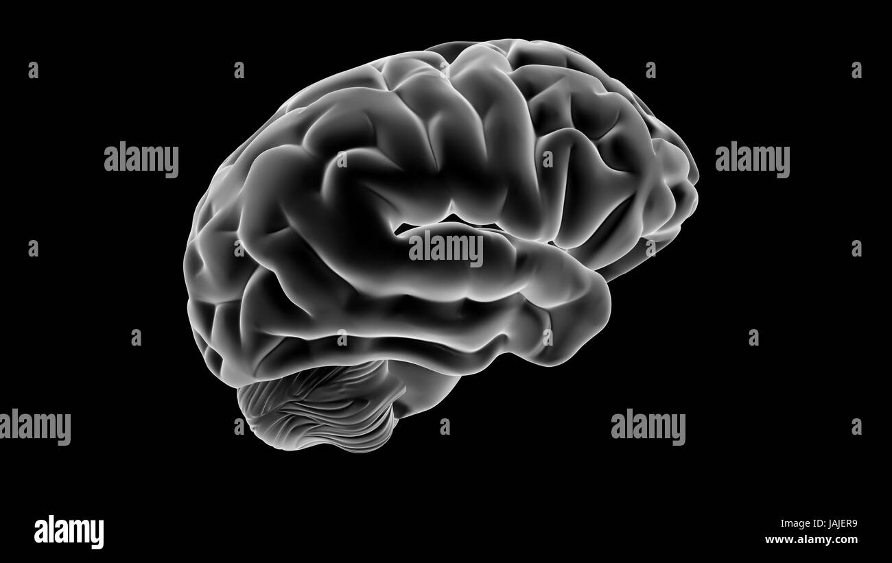 Transparent human brain on Black and White Stock Photos & Images - Alamy