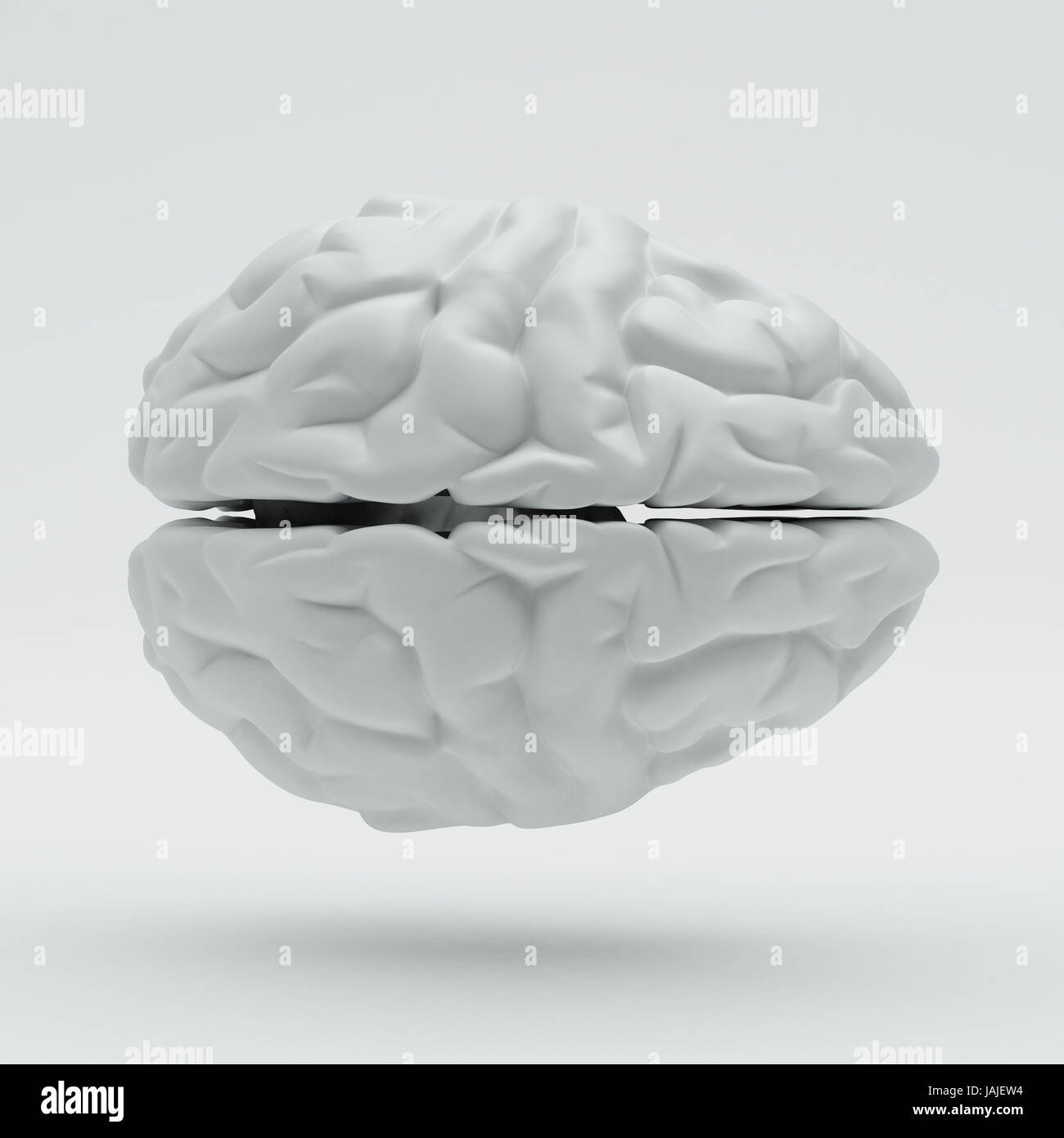 Brain isolated on white background Stock Photo - Alamy