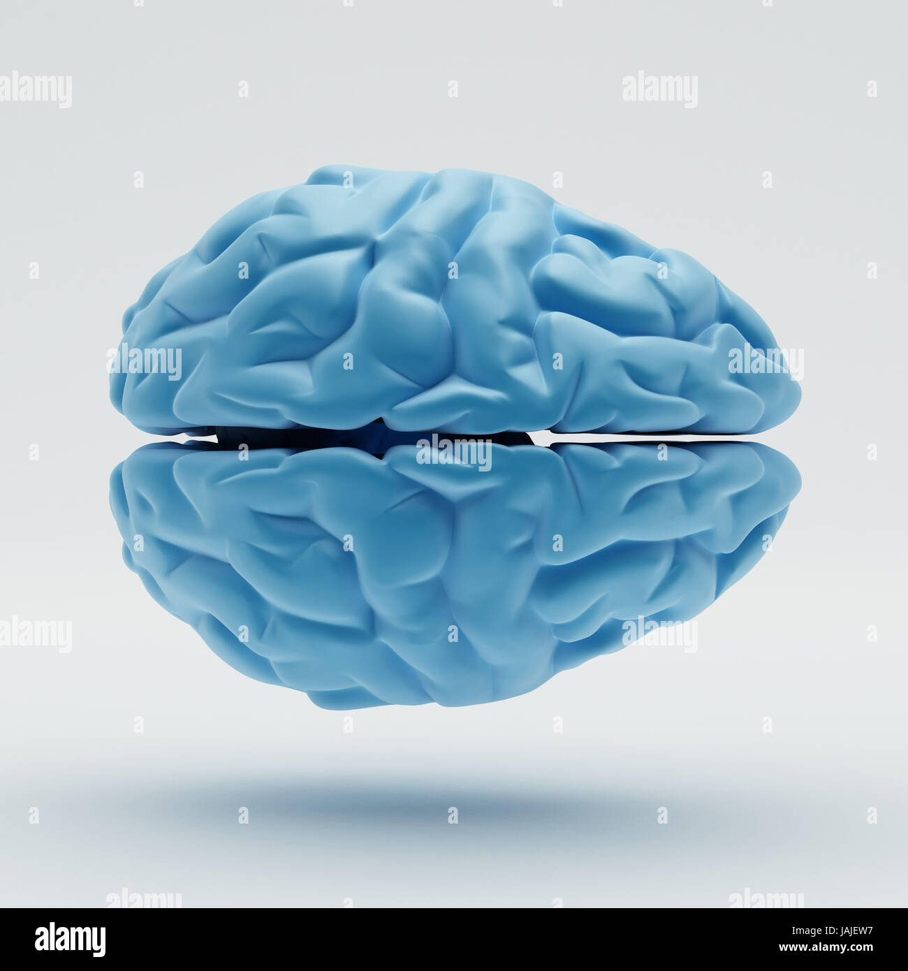 Brain isolated on white background Stock Photo - Alamy