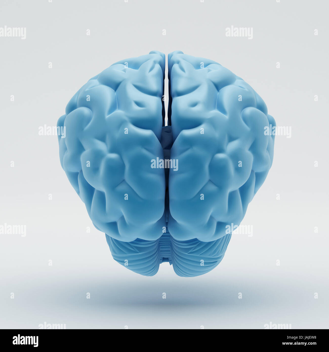 Brain isolated on white background Stock Photo - Alamy