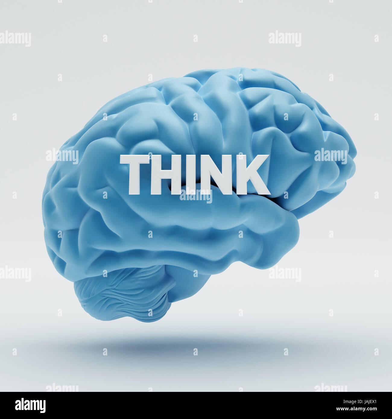 Brain isolated on white background Stock Photo - Alamy