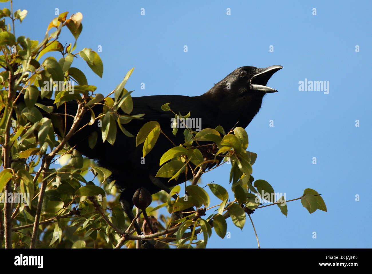 An American Crow calling from a treetop in the Everglades of Florida ...