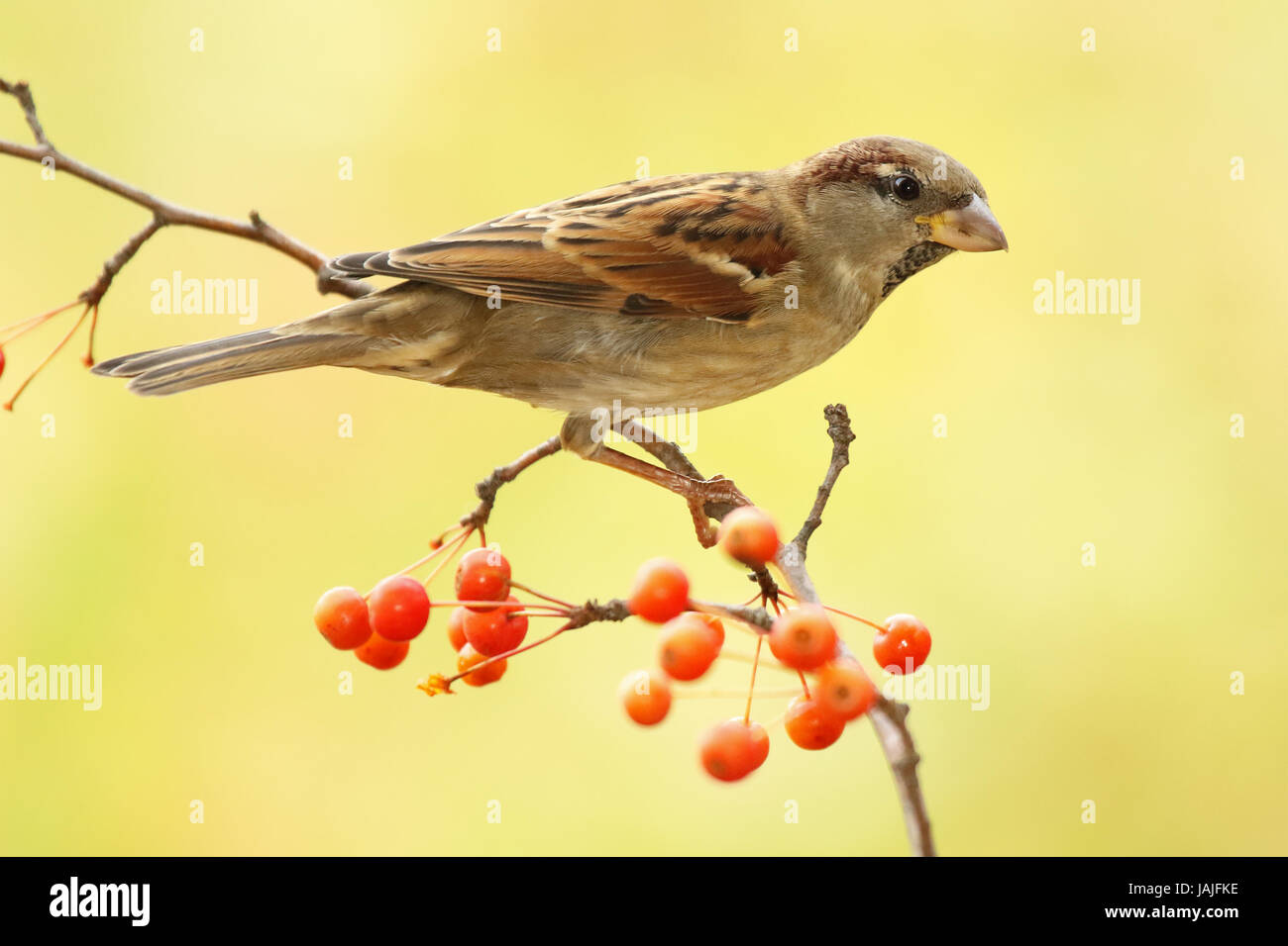 A male English Sparrow considering the last cherries of autumn Stock ...
