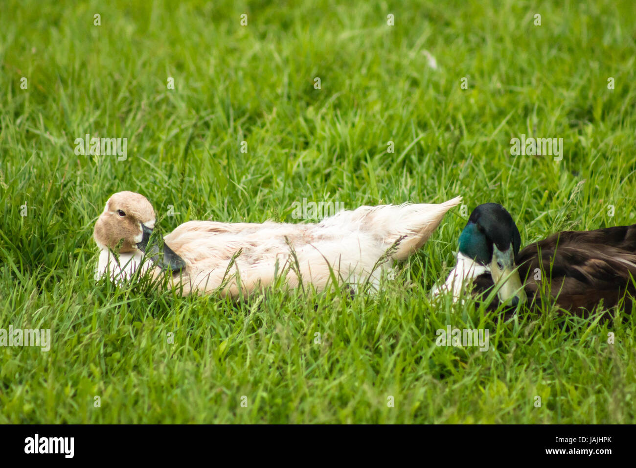 Lie at the sun hi-res stock photography and images - Alamy