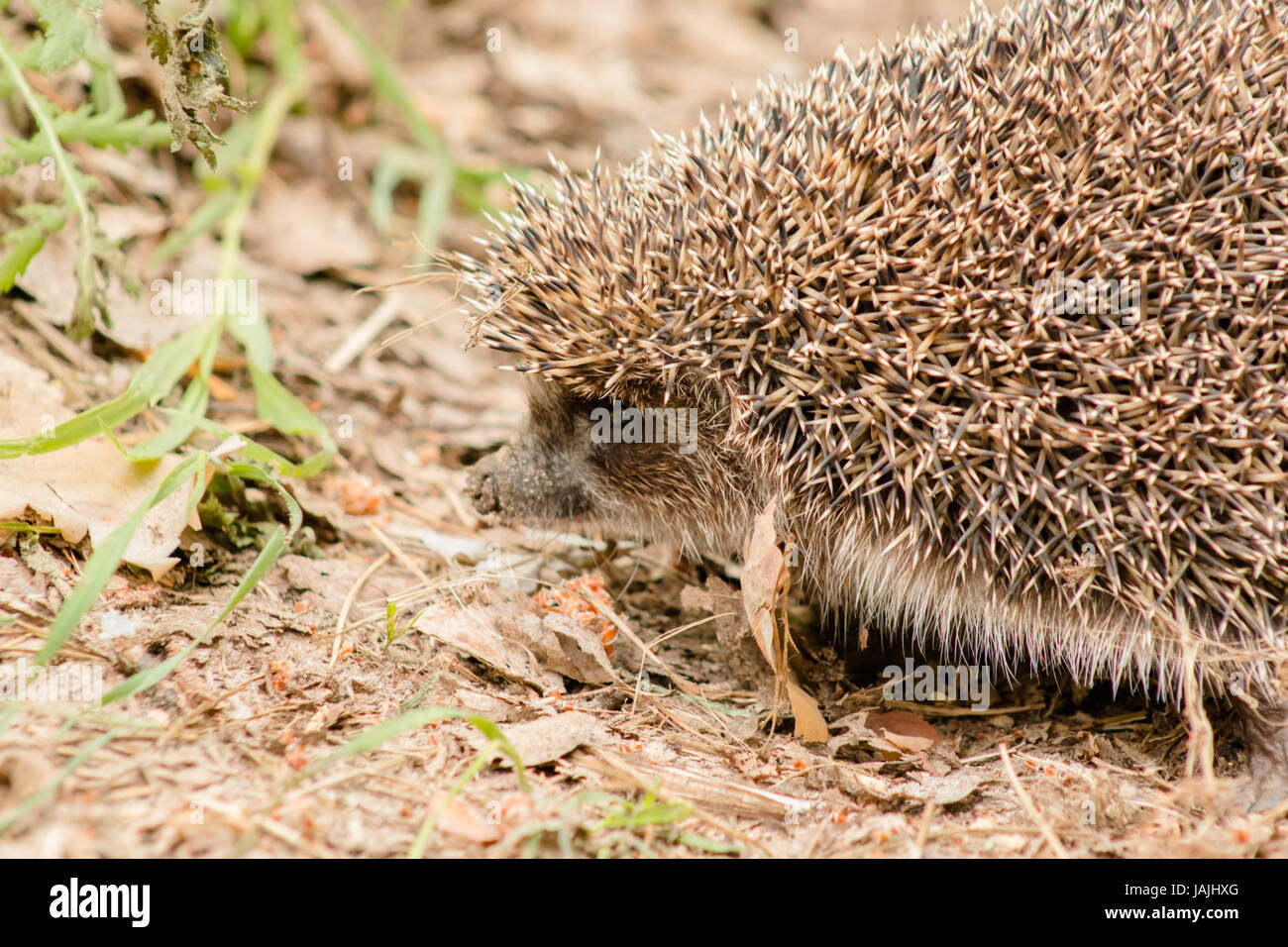Hedgehog on a road hi-res stock photography and images - Alamy