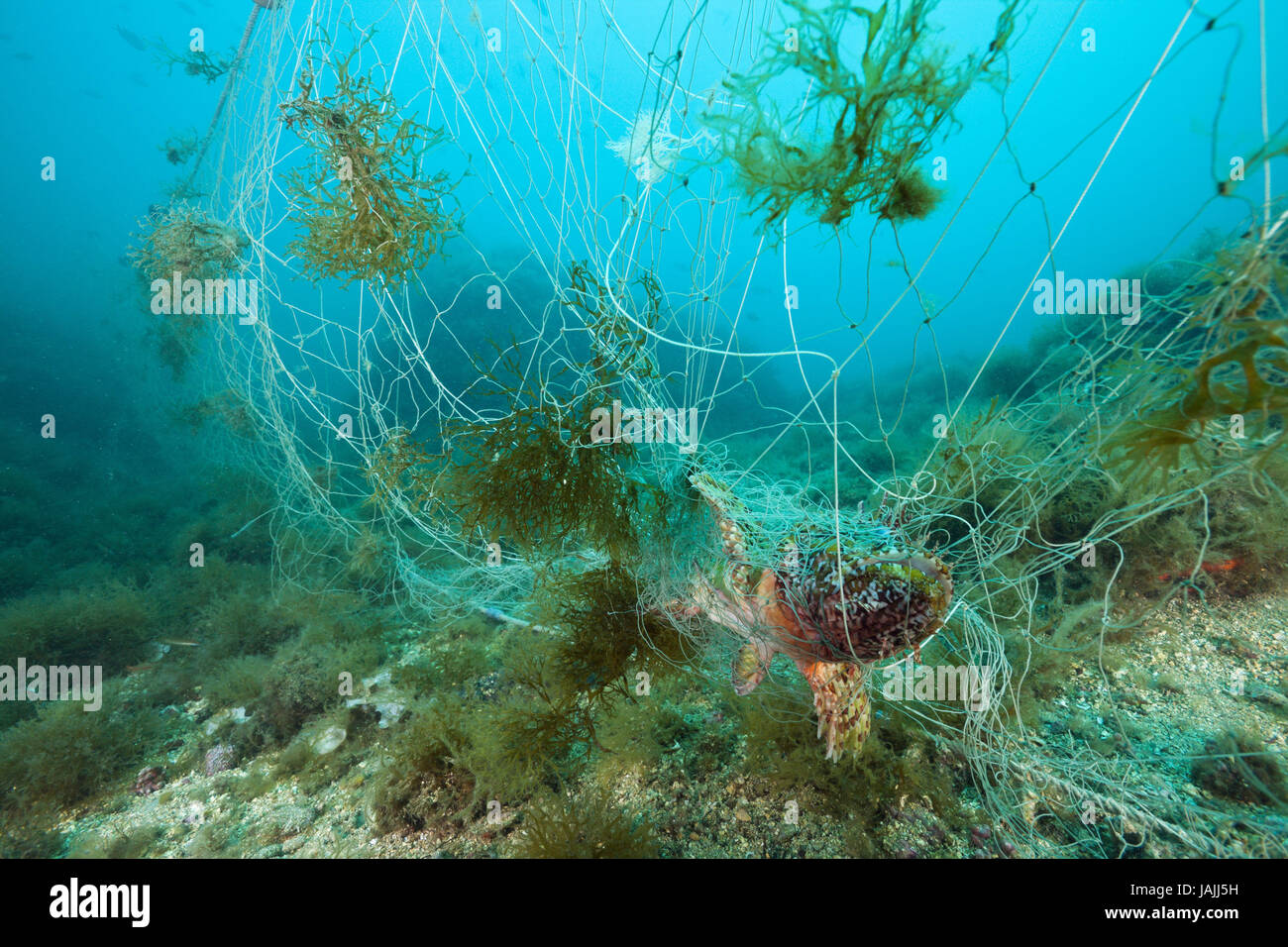 Scorpions fishes hi-res stock photography and images - Alamy