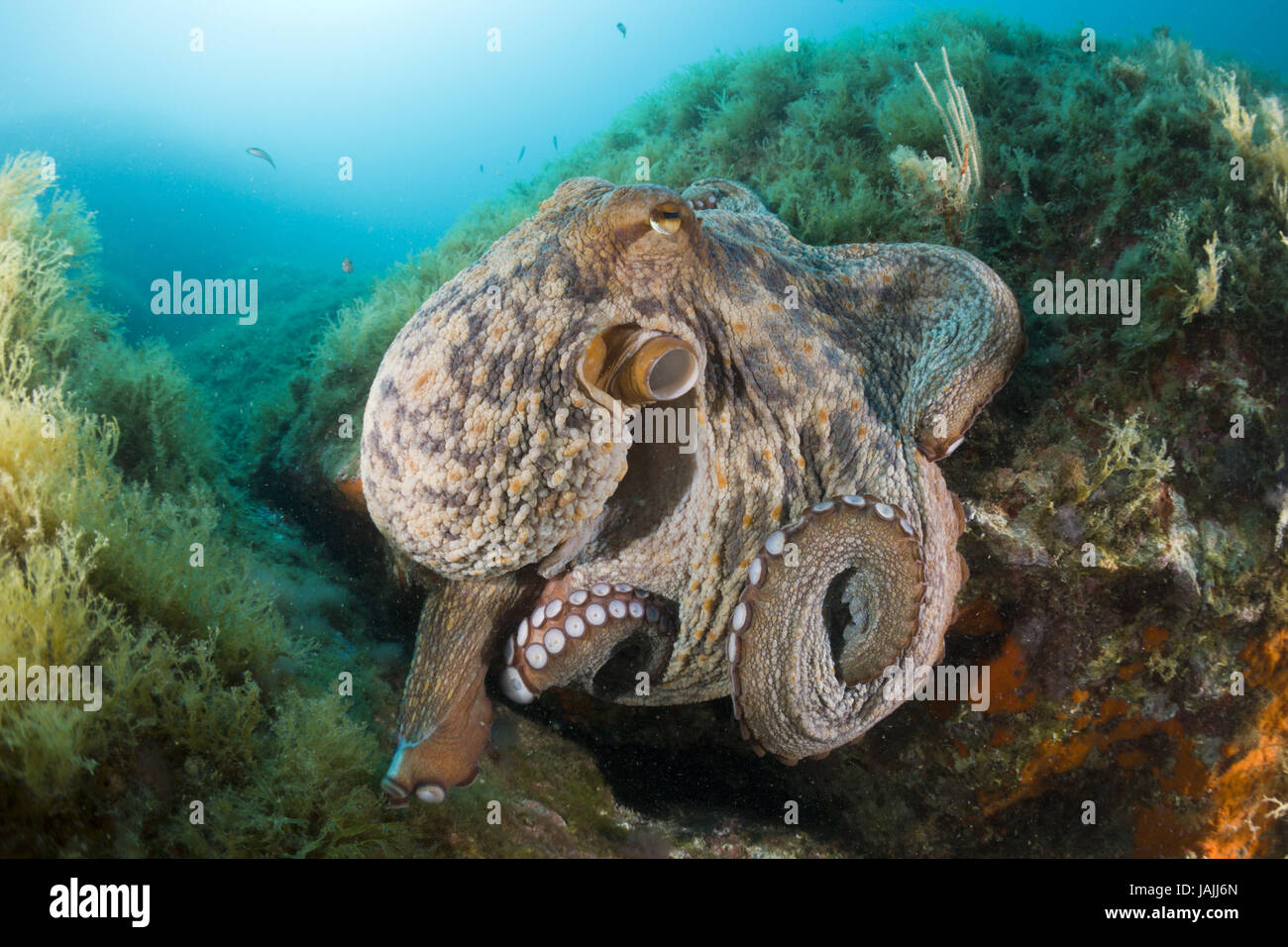 Common octopus in the reef,Octopus vulgaris,Cap de Creus,Costa Brava ...
