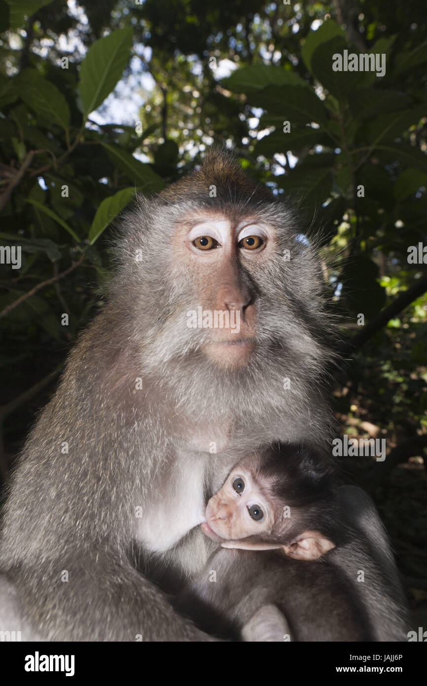 Javanese's monkey with baby,Macaca fascicularis,Bali,Indonesia Stock ...