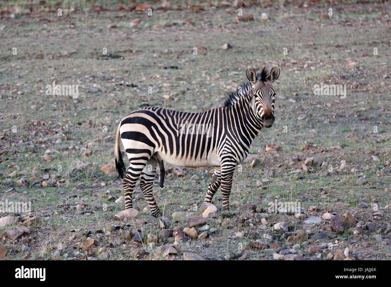 Zebra facing camera hi-res stock photography and images - Alamy