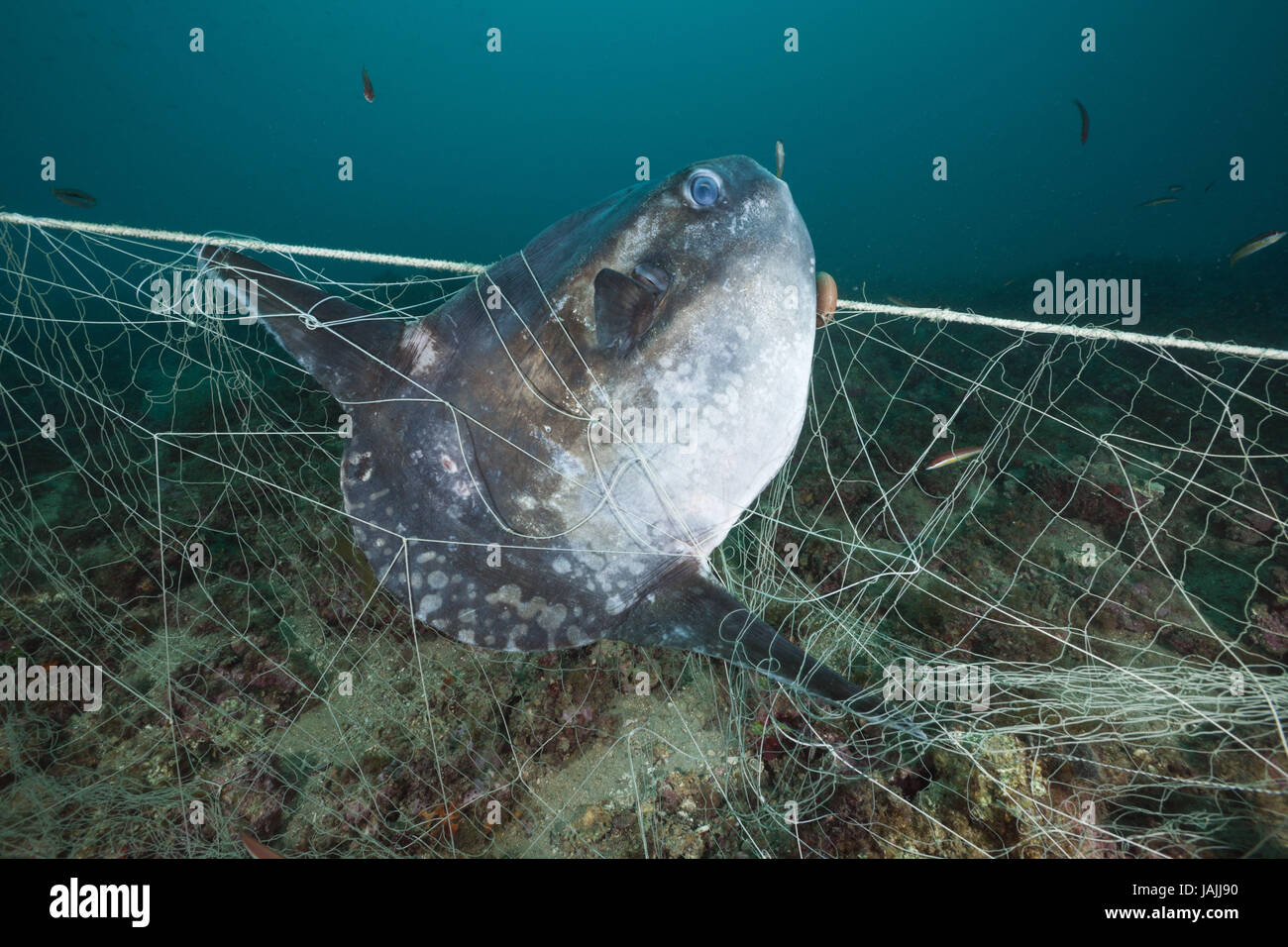 Mola mola fish hi-res stock photography and images - Alamy