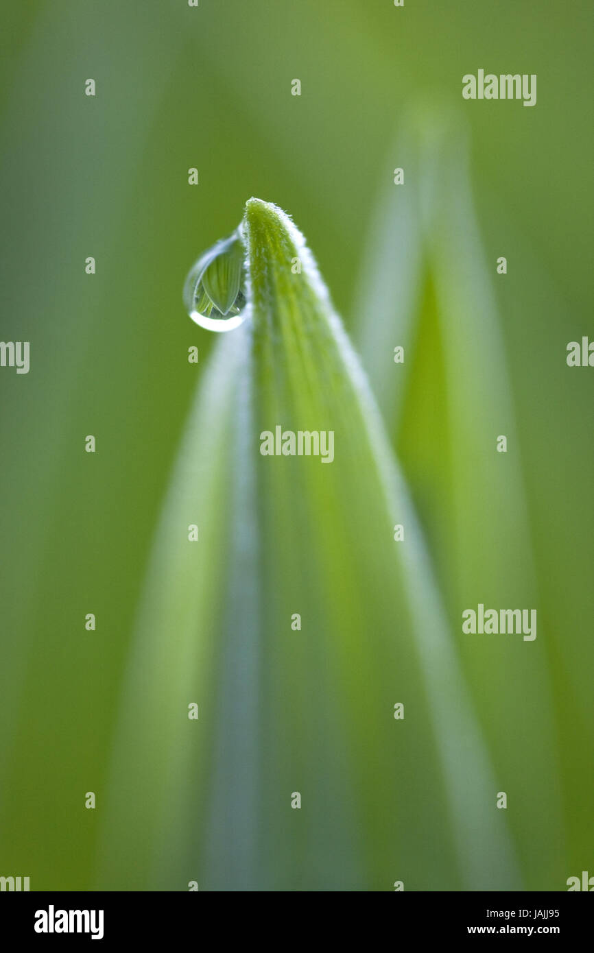 Leaves,drop of water,close up Stock Photo - Alamy