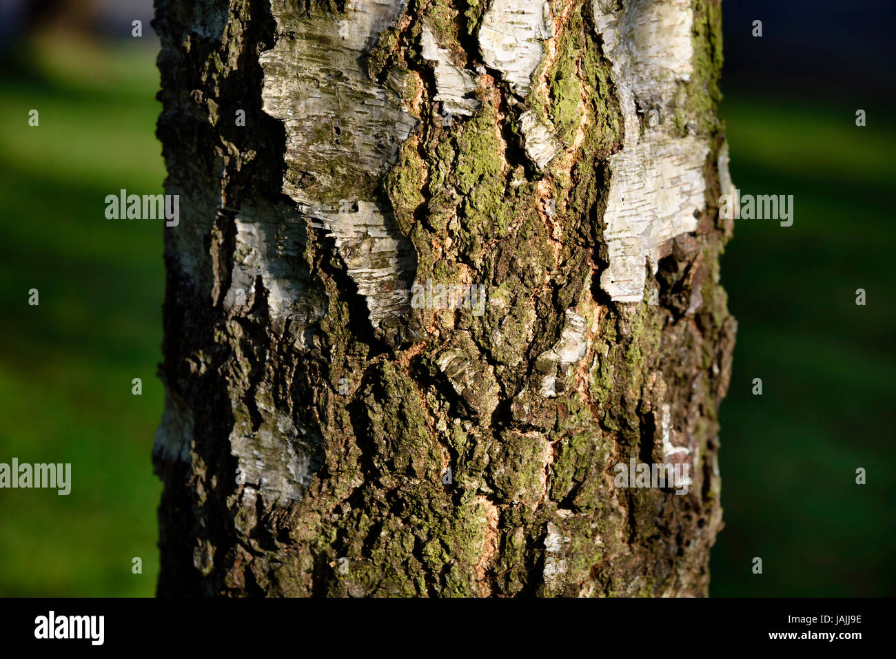 Silver birch tree bark hi-res stock photography and images - Alamy