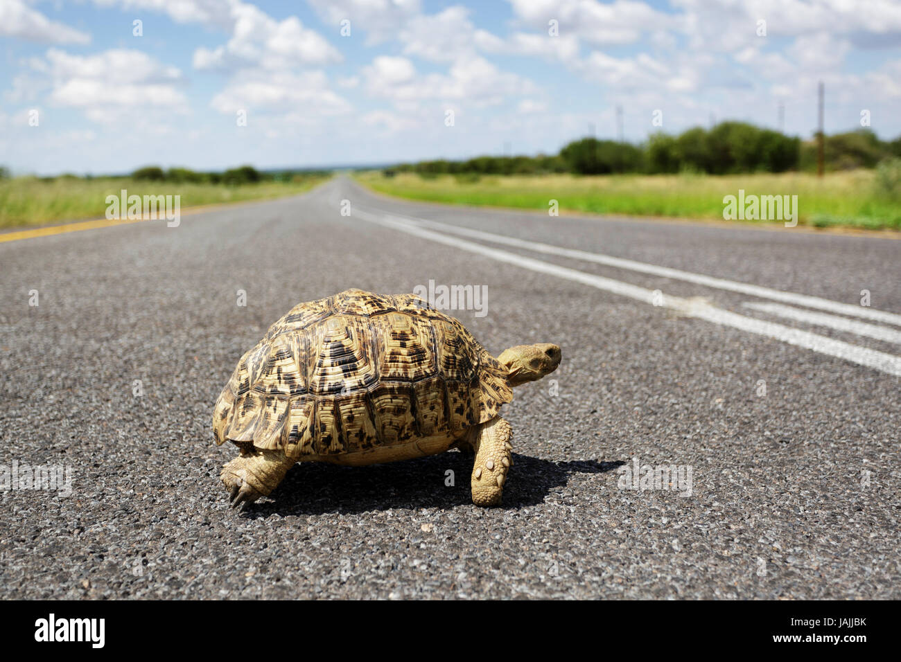 Closeup of turtle crossing the road, NAmibia Stock Photo - Alamy