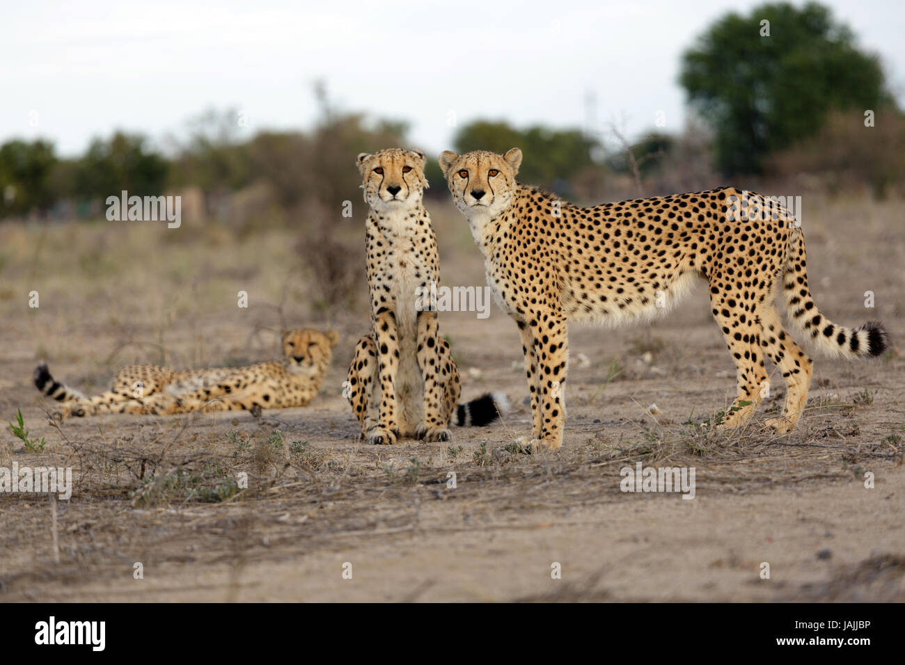 Three cheetahs, Namibia Stock Photo - Alamy