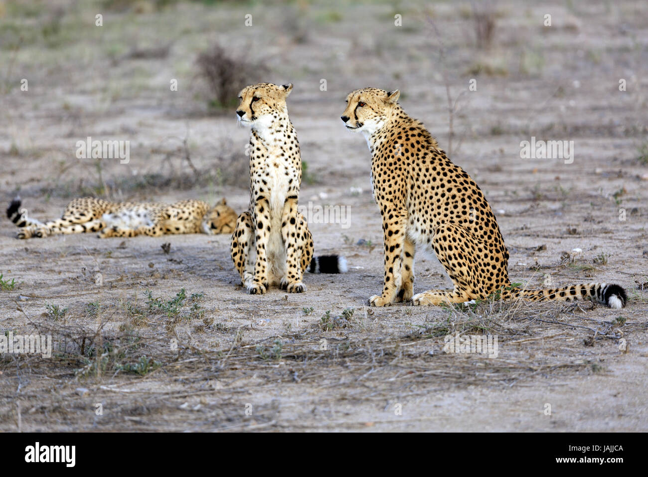 Cheetahs together hi-res stock photography and images - Alamy