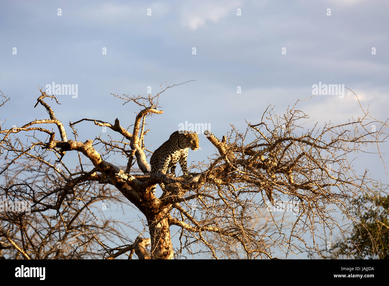 Angry tree hi-res stock photography and images - Alamy