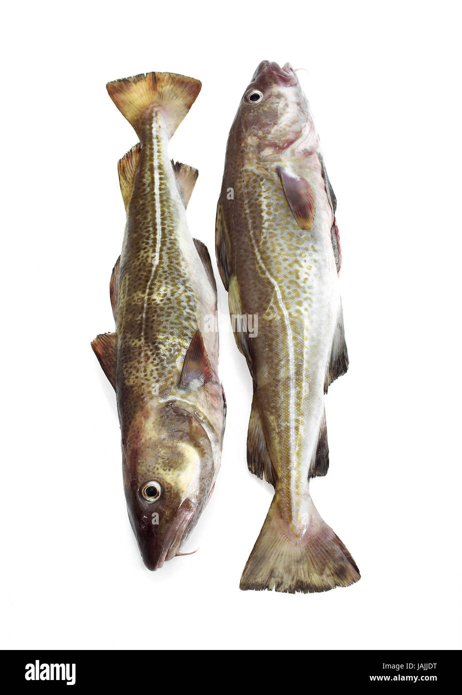 White background more hi-res stock photography and images - Alamy