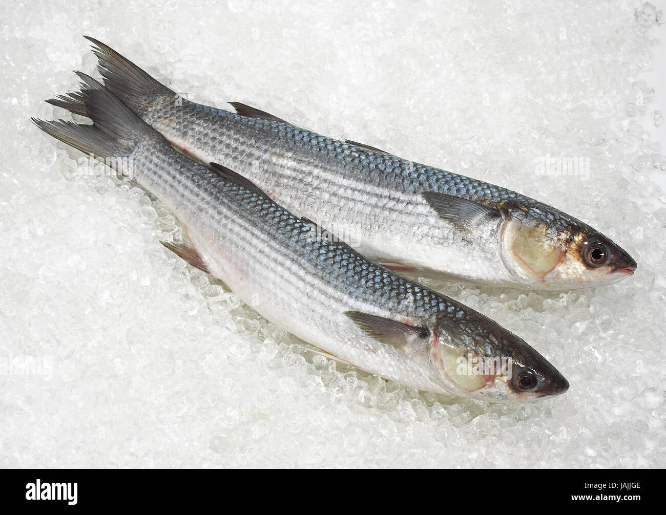 Thick-lipped grey mullet,Chelon labrosus,on E sharp Stock Photo - Alamy