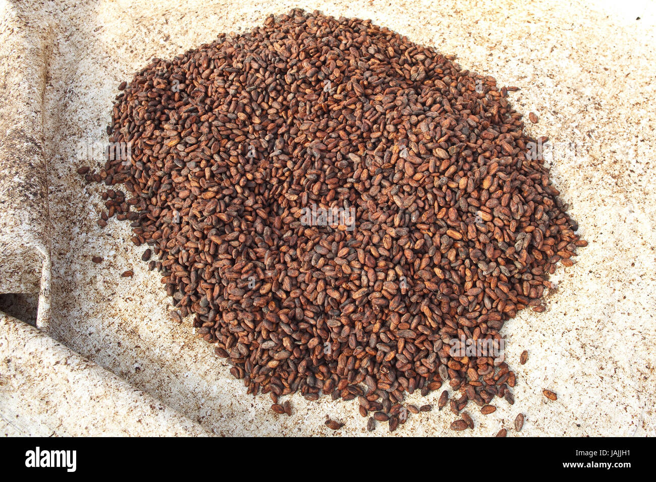 Belize,San Jose,cocoa,Maya,beans,Dryly,Fermentiert,Fairly Trade Stock ...