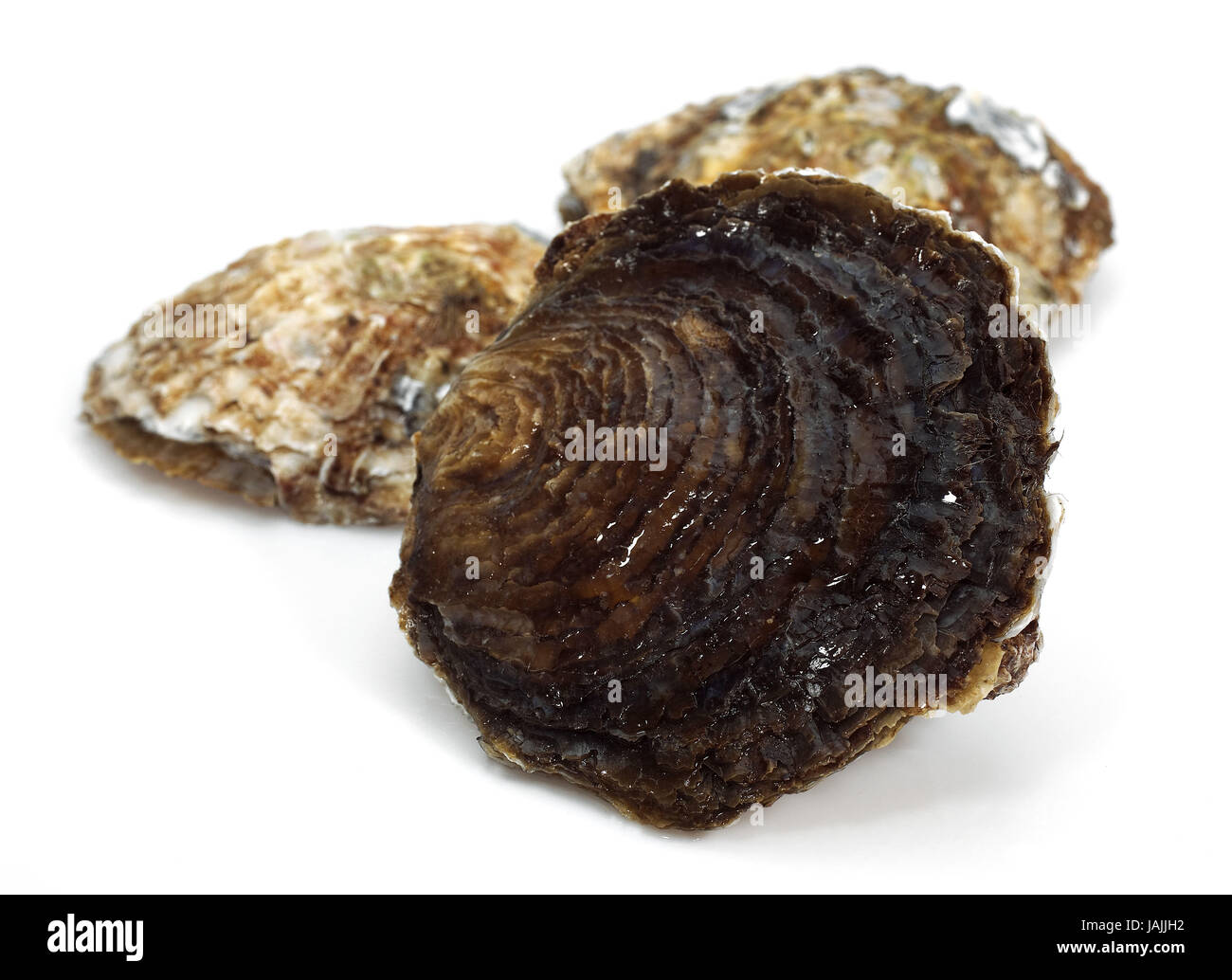 Belon oyster ostrea edulis hi-res stock photography and images - Alamy