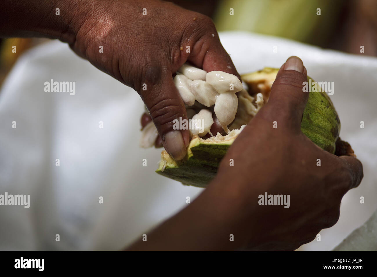 Cacao beans, maya hi-res stock photography and images - Alamy