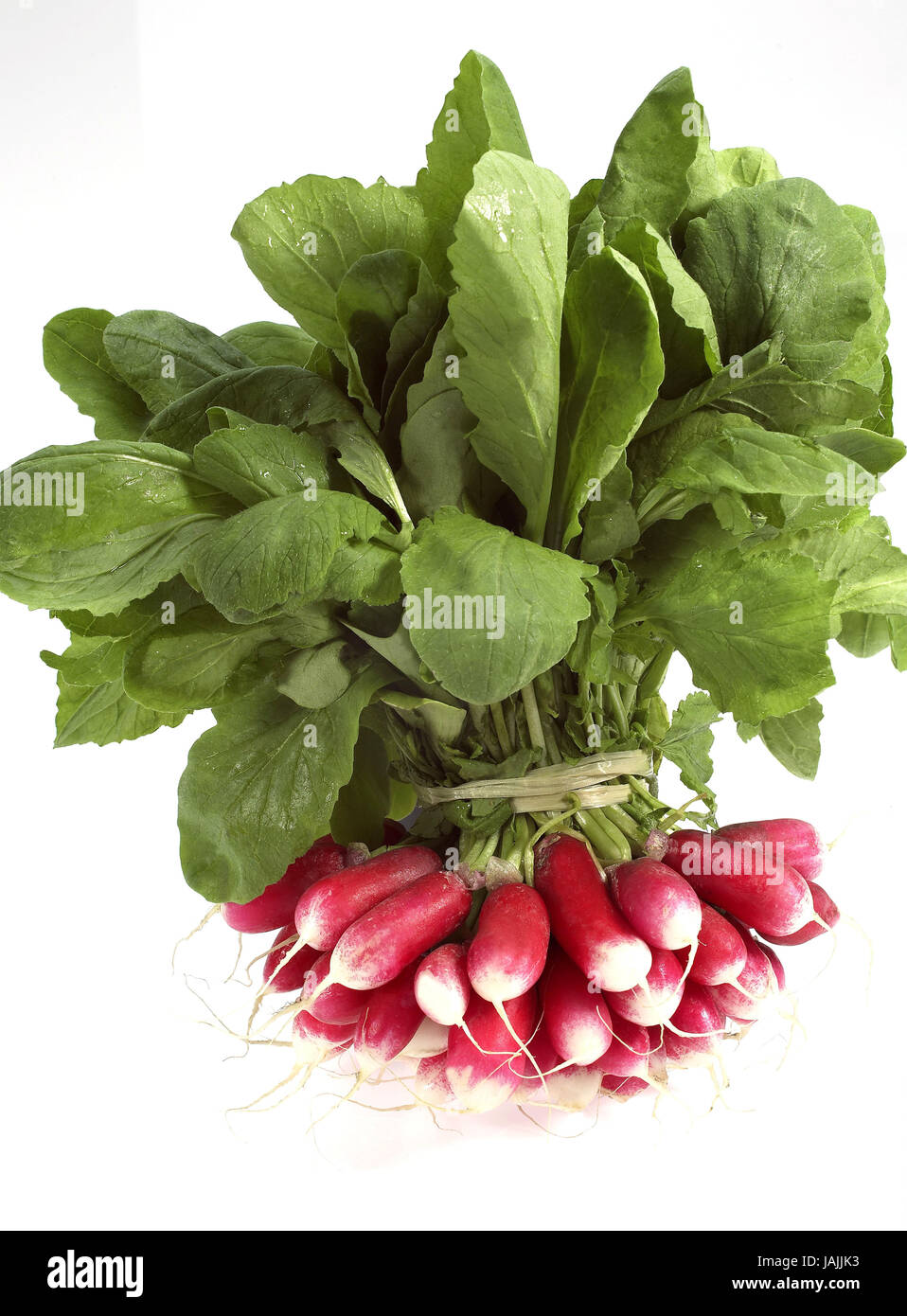 Garden radish,radish,Raphanus sativus,white background Stock Photo - Alamy