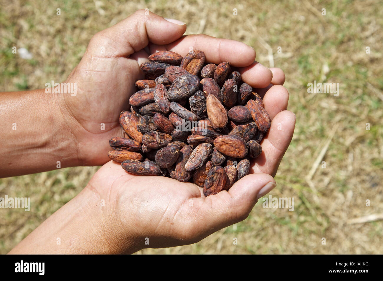Belize,Punta Gorda,cocoa,Maya,beans,Dryly,Fermentiert,hands,Fairly ...