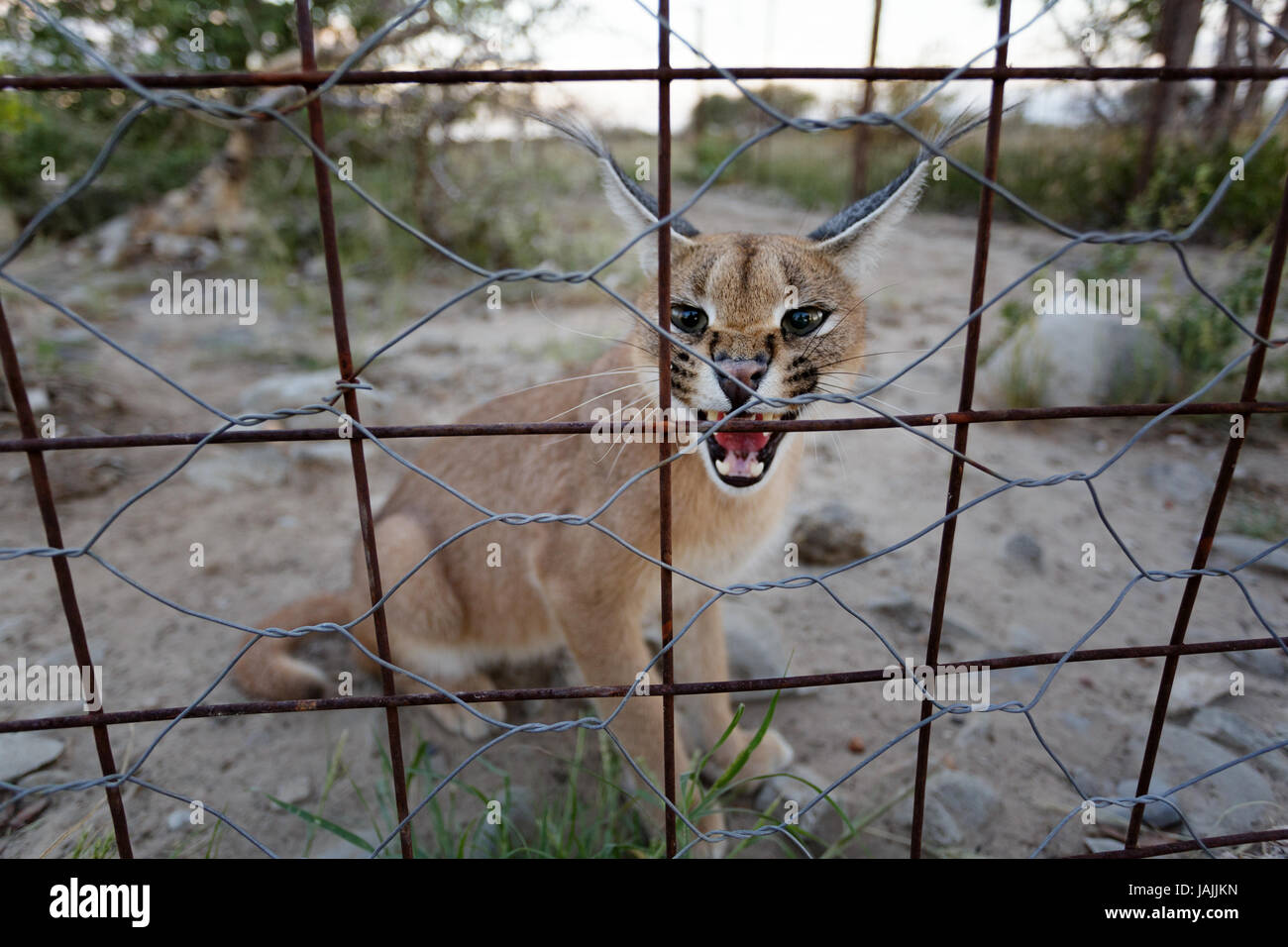 Angry caracal in a cage, Namibia Stock Photo - Alamy