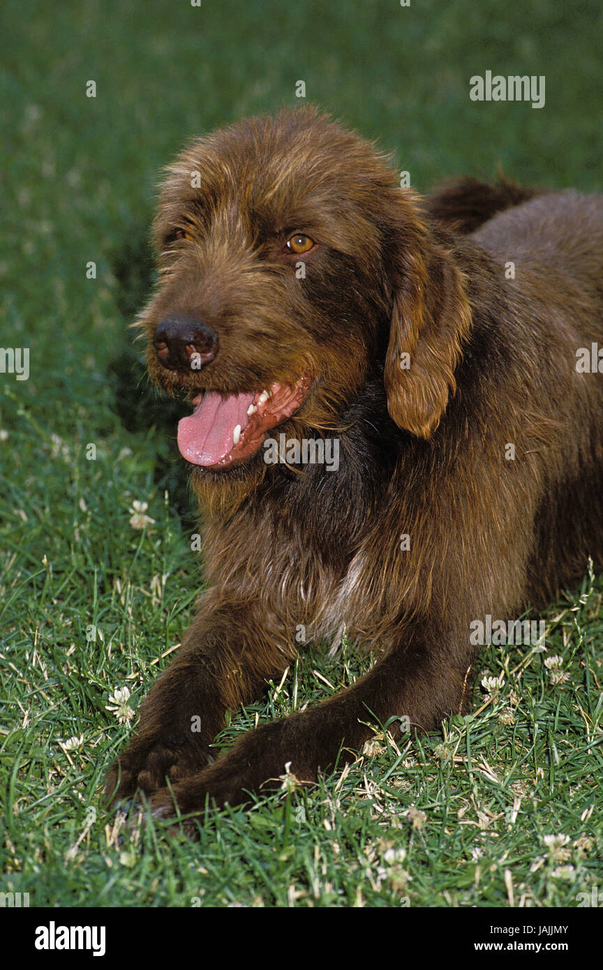Poodles pointer hi-res stock photography and images - Alamy