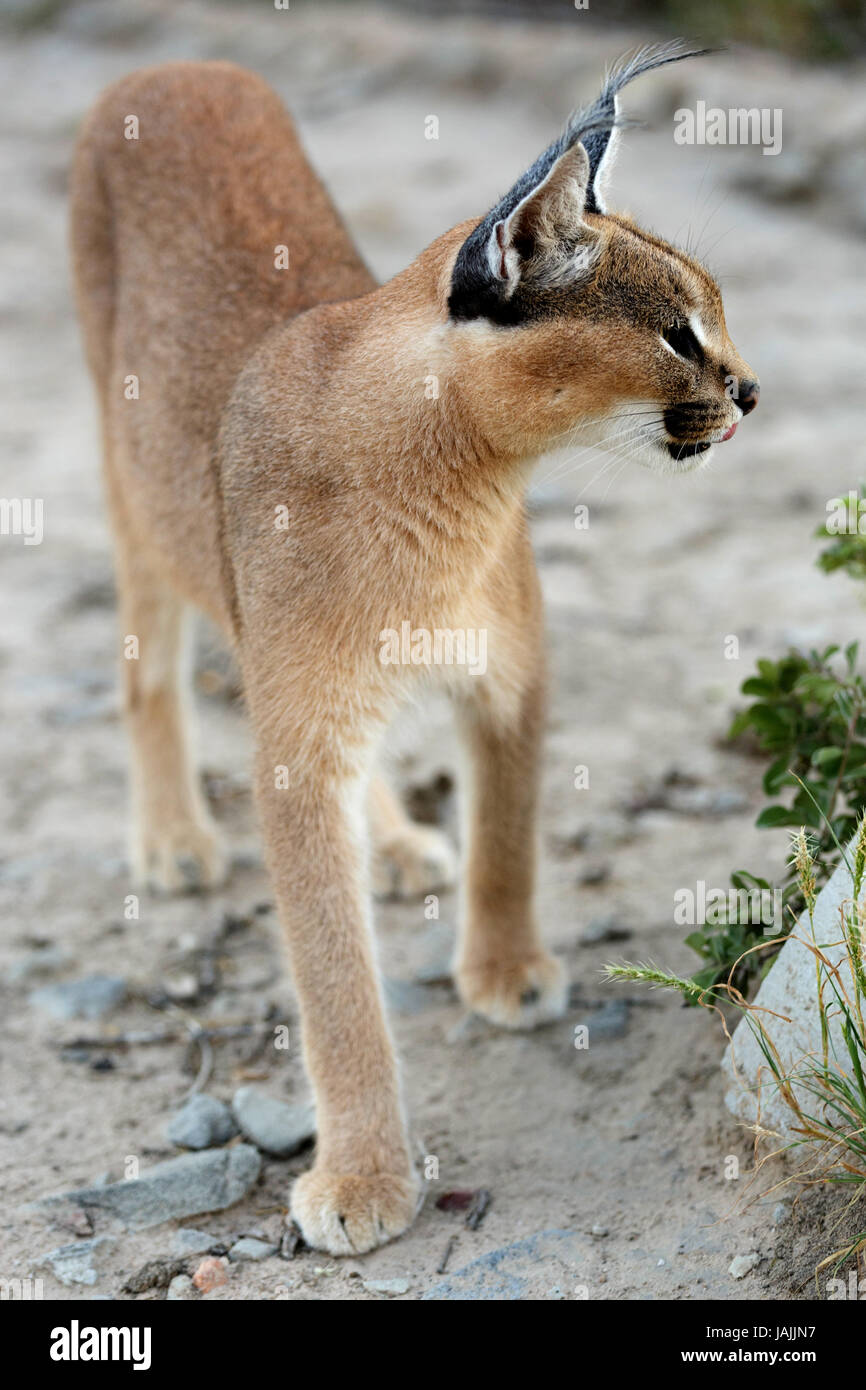 Caracal standing and looking away, Namibia Stock Photo - Alamy