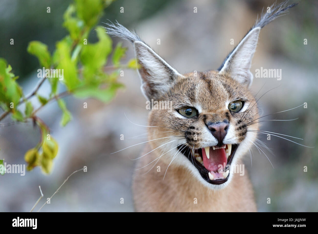 Caracal