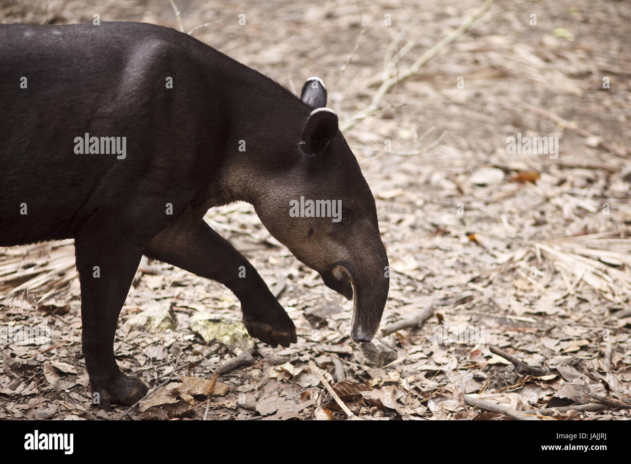 Belize tapir hi-res stock photography and images - Alamy