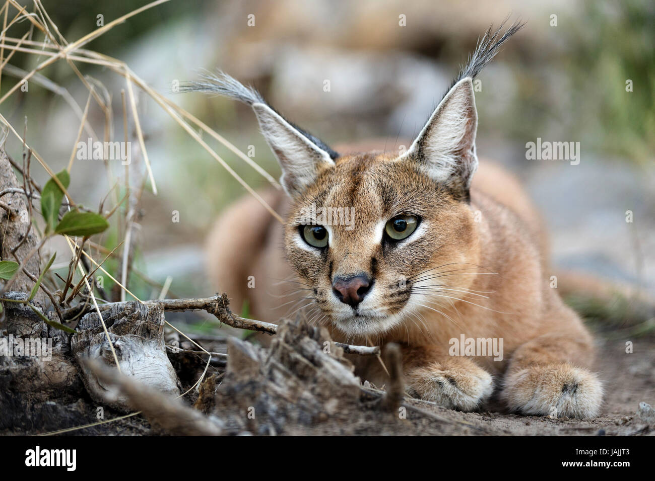 Caracals hi-res stock photography and images - Alamy