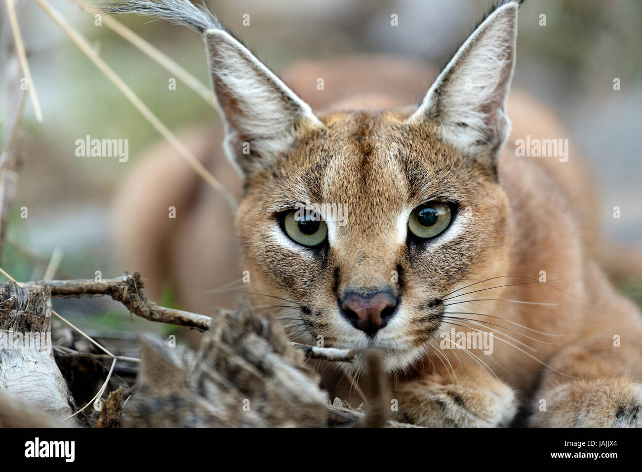 Caracal lying on the ground and looking at the camera, Namibia Stock ...