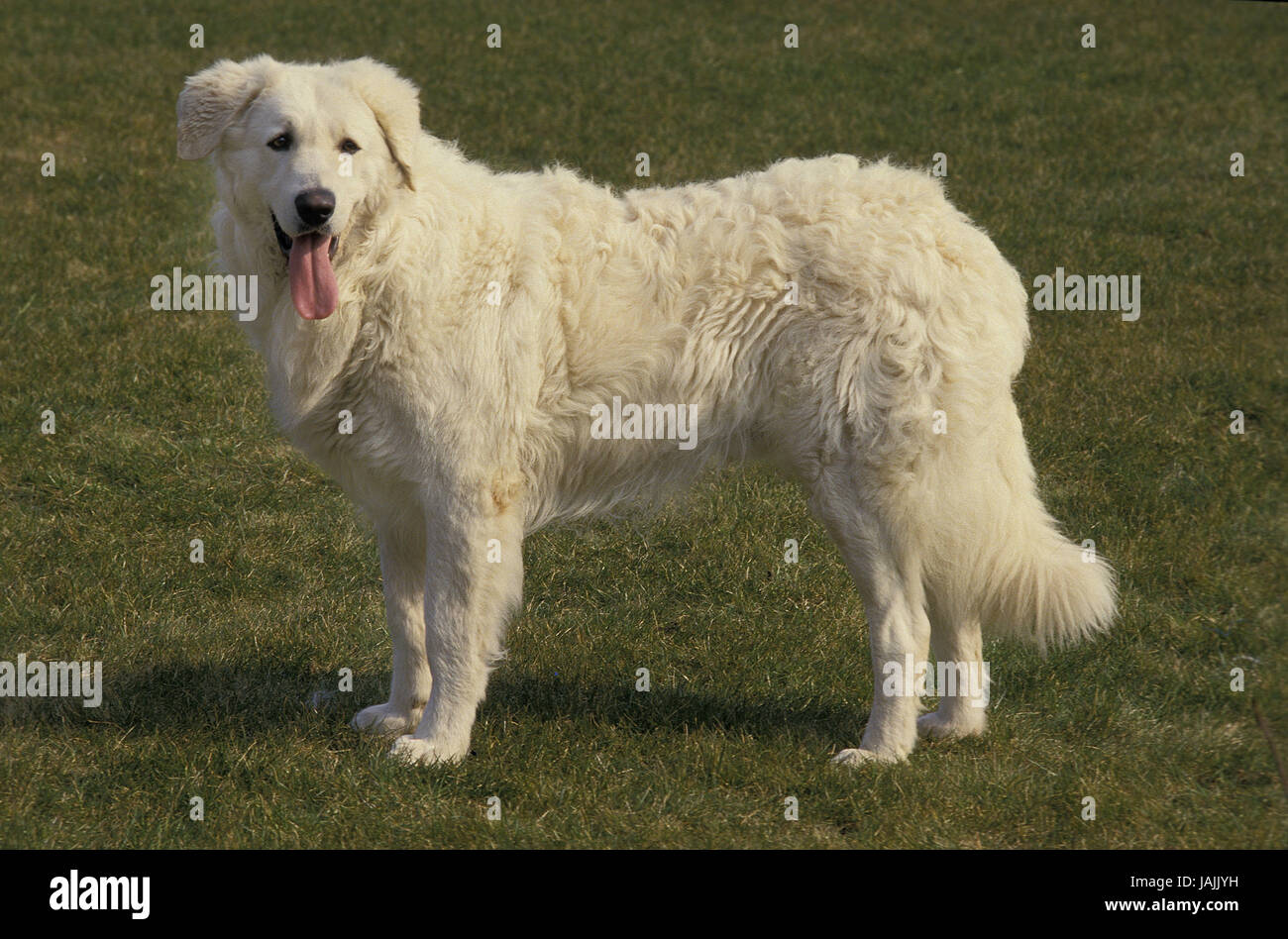 Kuvasz dog,Erwachsens animal,grass Stock Photo - Alamy